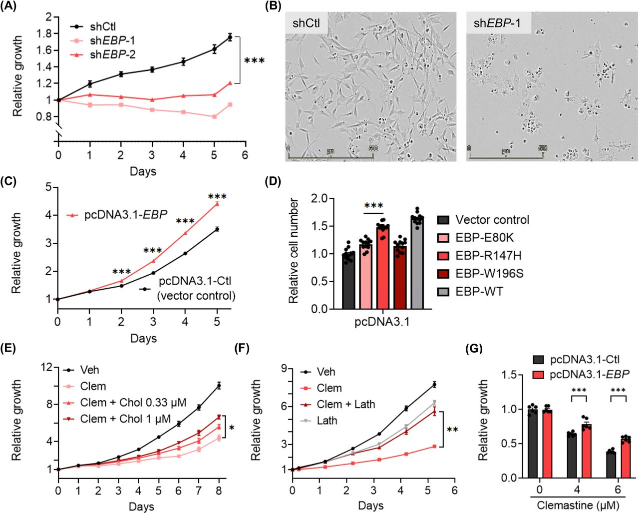 Pcdna3 1 V5 His A | Thermo Fisher | Bioz