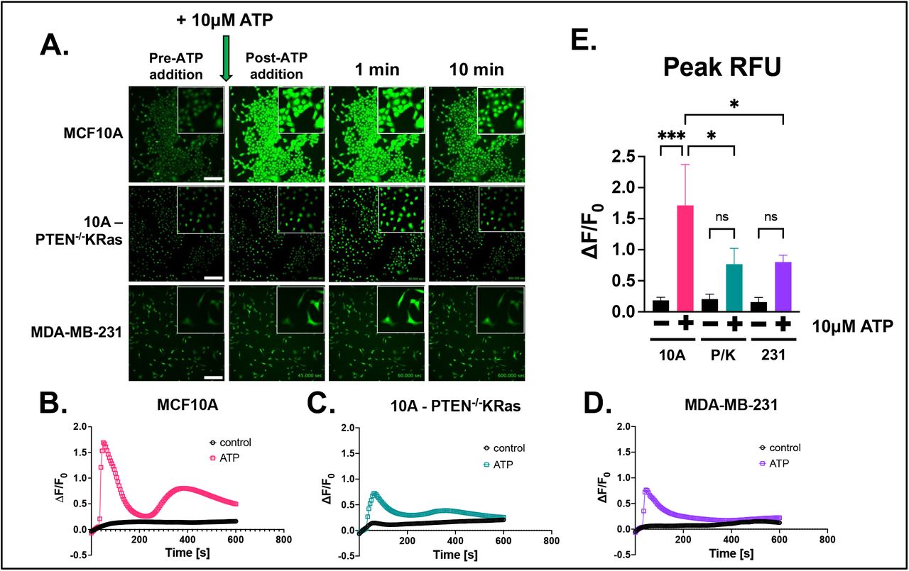 Human Breast Epithelial Mcf10a Cells | ATCC | Bioz