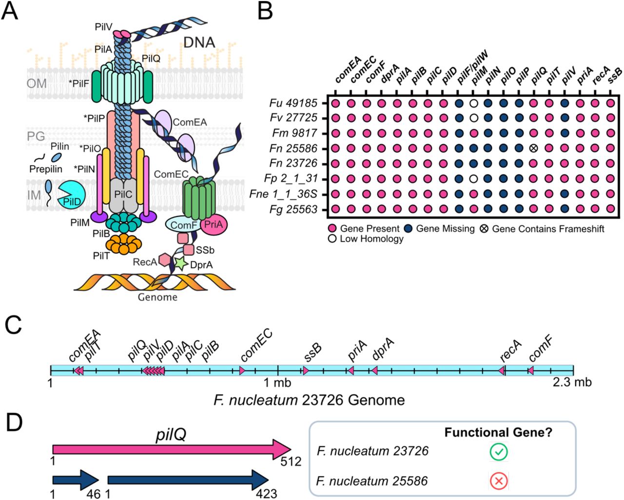 F Nucleatum Atcc 23726 | ATCC | Bioz