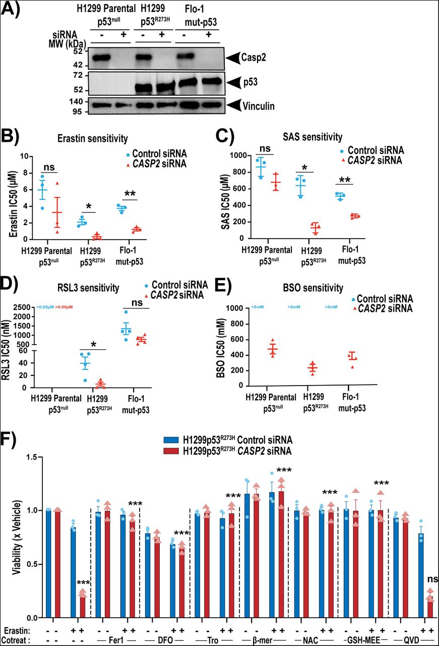 Rsl3 | Selleck Chemicals | Bioz