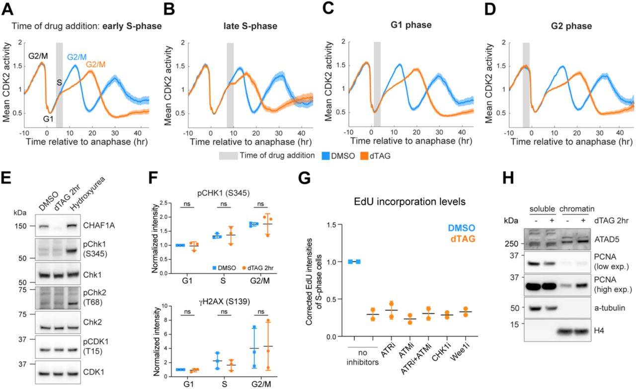 Cellevent Senescence Green Flow Cytometry Assay Kit | Thermo Fisher | Bioz