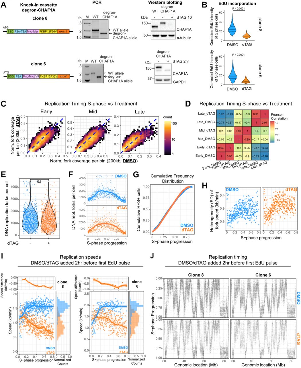 Cellevent Senescence Green Flow Cytometry Assay Kit | Thermo Fisher | Bioz