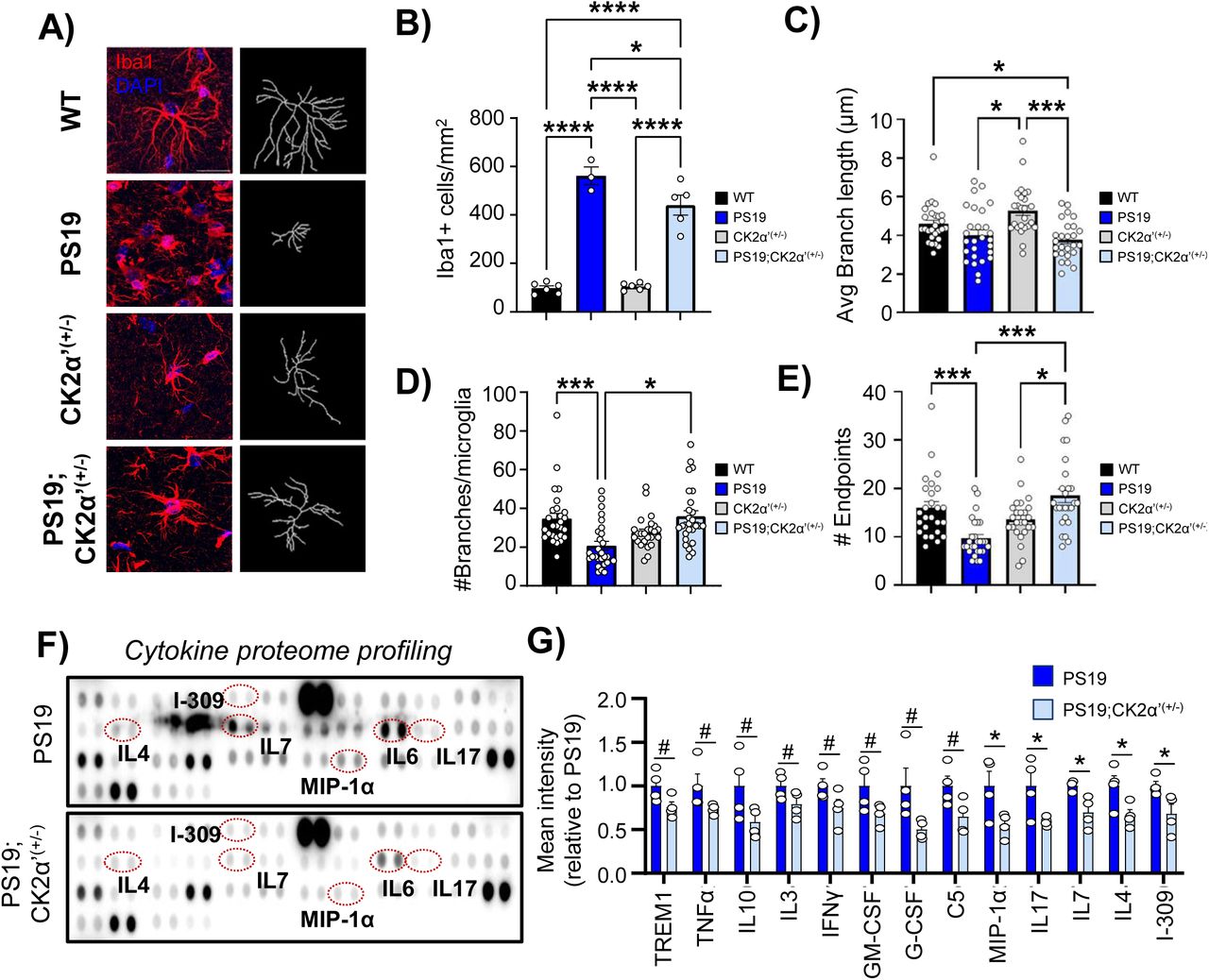 Ca1 Stratum Radiatum | A-M Systems | Bioz