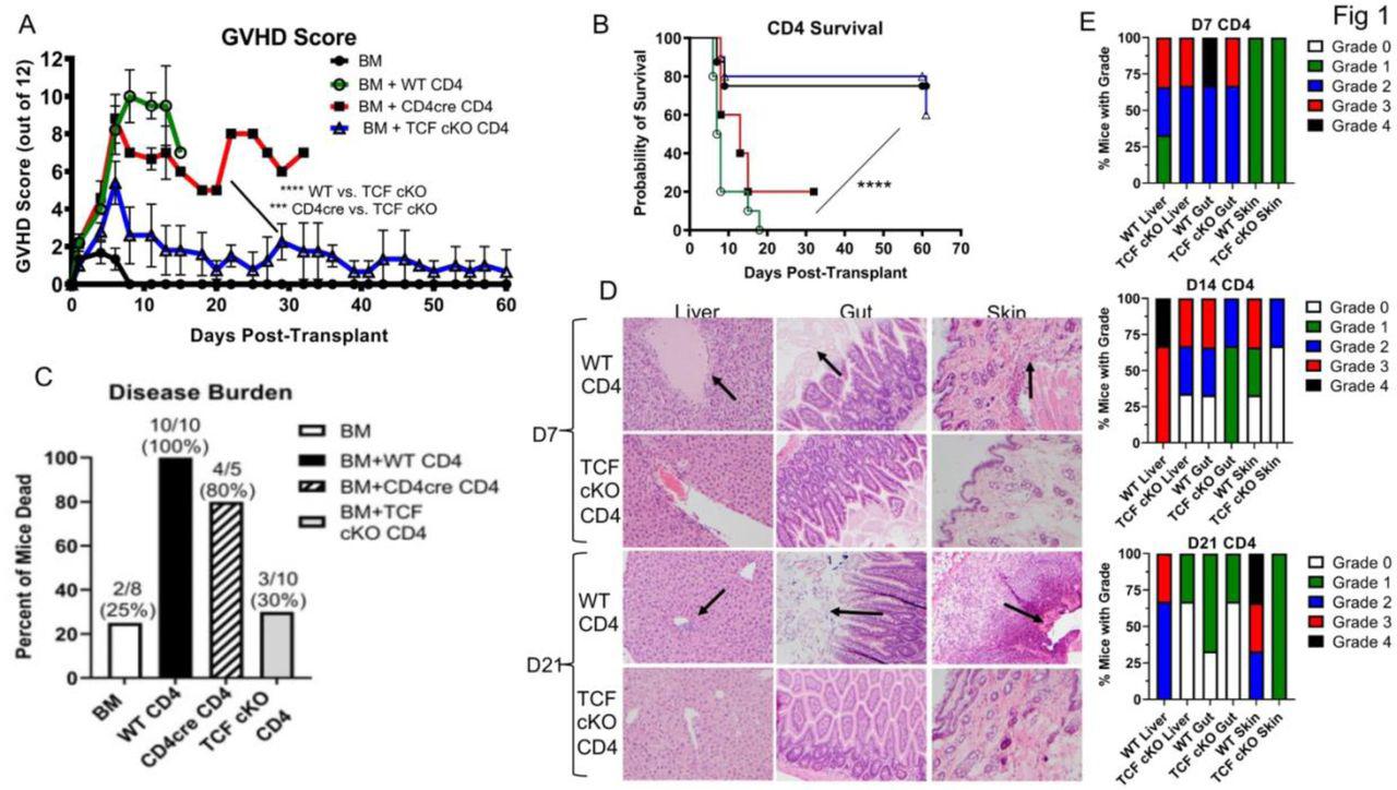 Allotransplanted Balb C Mice | Thermo Fisher | Bioz