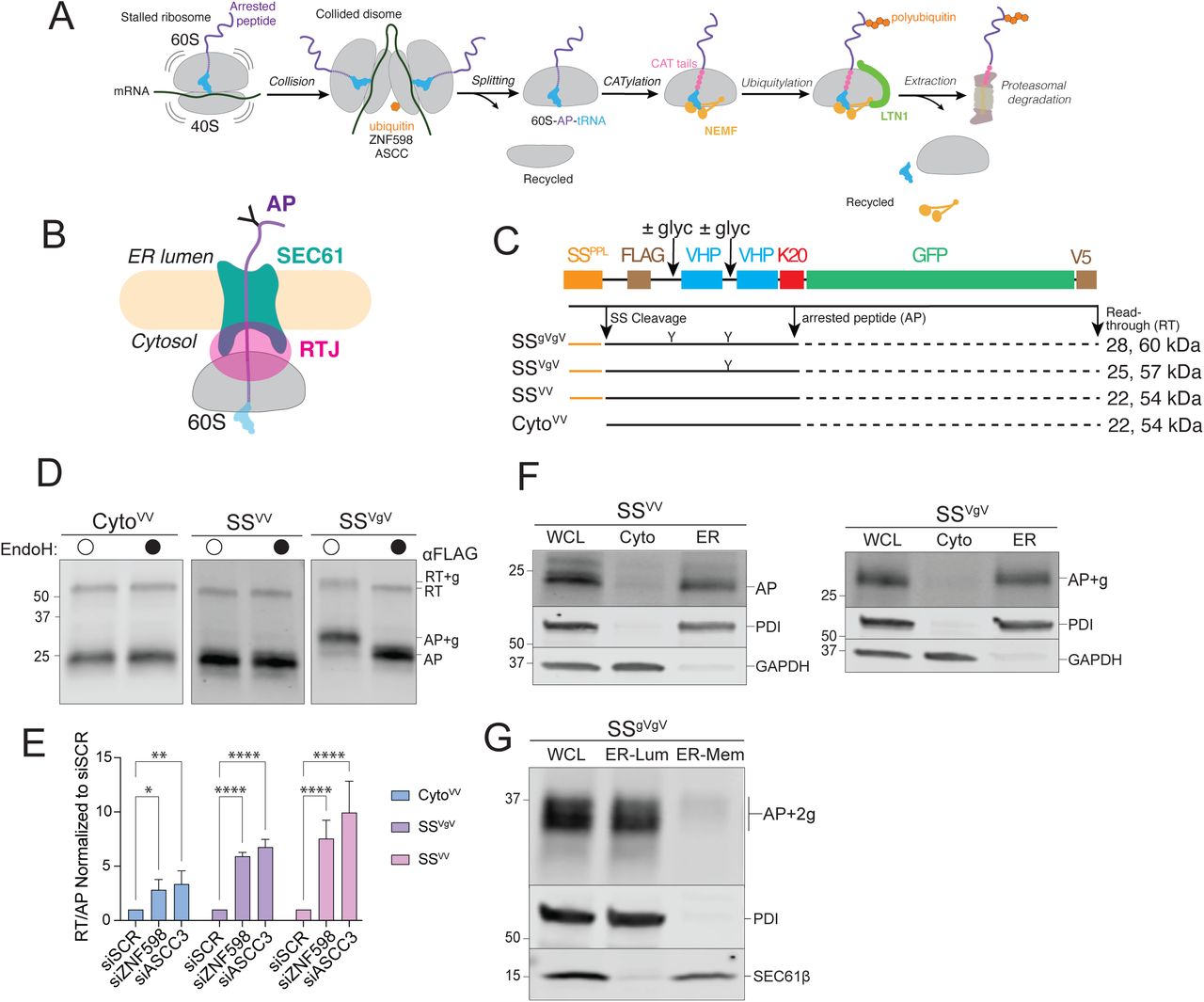 Human Epithelial Bone Osteosarcoma U2os Cells | ATCC | Bioz