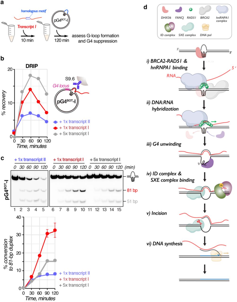 Noti Hf | New England Biolabs | Bioz