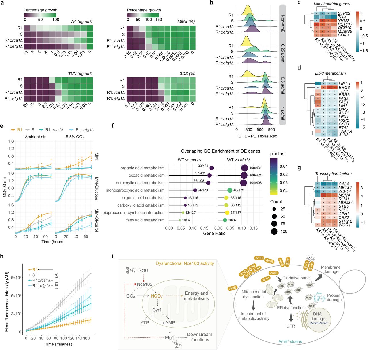 Mean Fluorescence Intensity Mfi | FlowJo LLC | Bioz