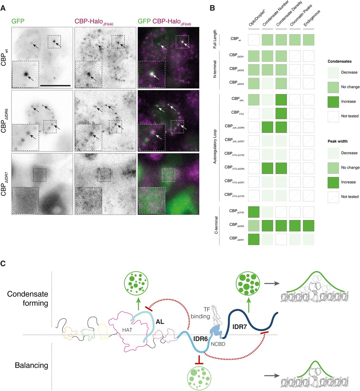 Transient Transfection | Thermo Fisher | Bioz