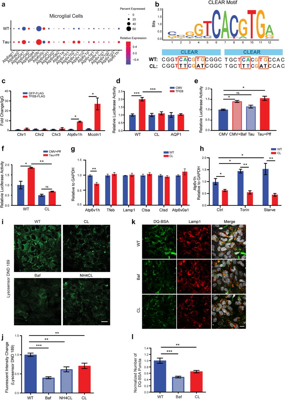 Lysosensor Green Dnd 189 Stock Solution | Thermo Fisher | Bioz