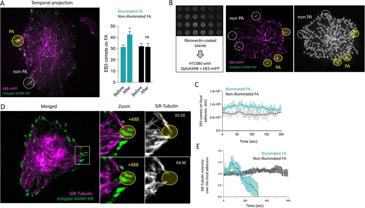 Human Ht1080 Fibrosarcoma | ATCC | Bioz