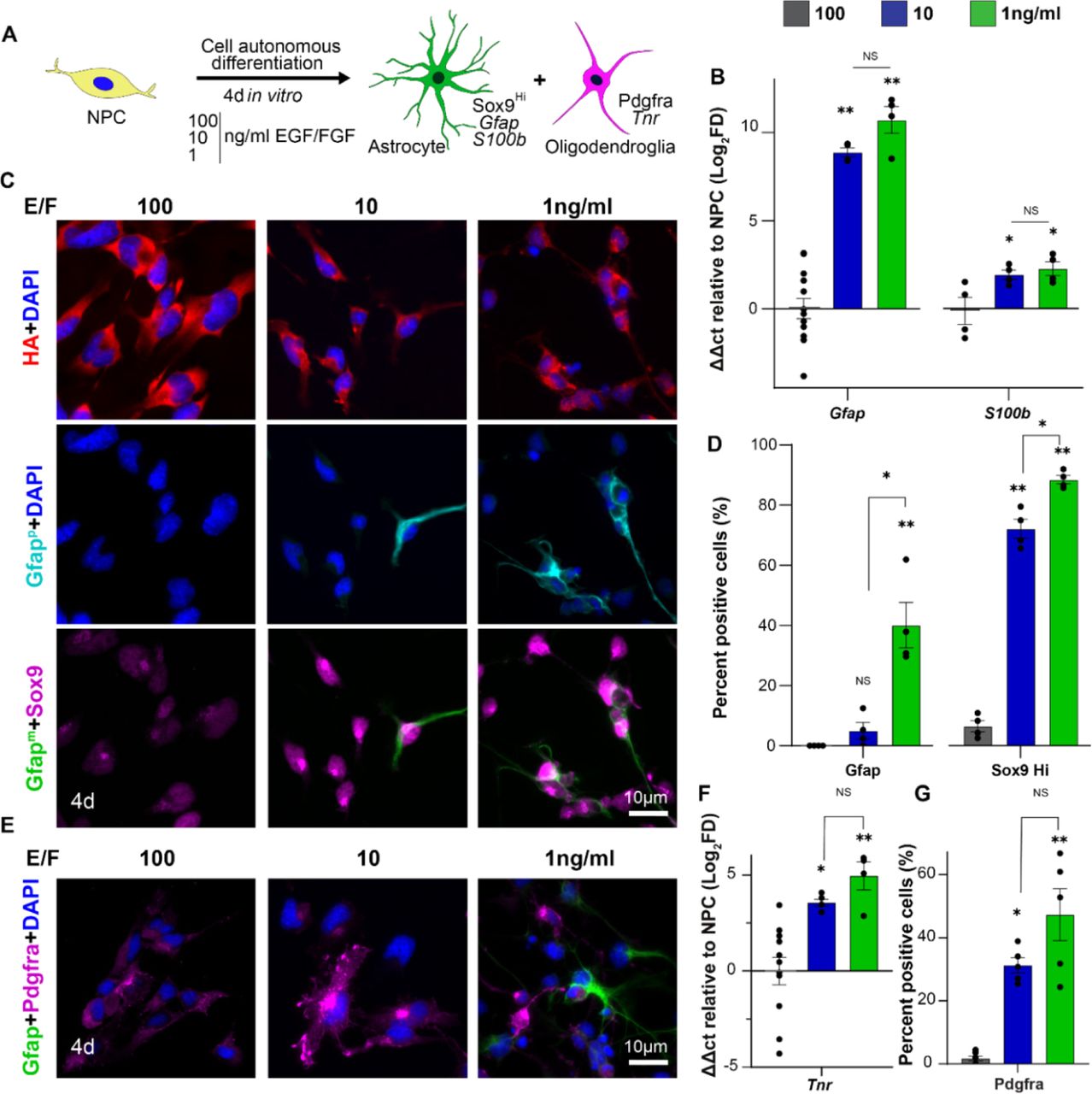 Rat Anti Gfap | Thermo Fisher | Bioz