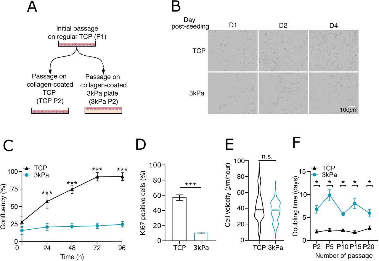 Hbec 3kt Cell Line | ATCC | Bioz