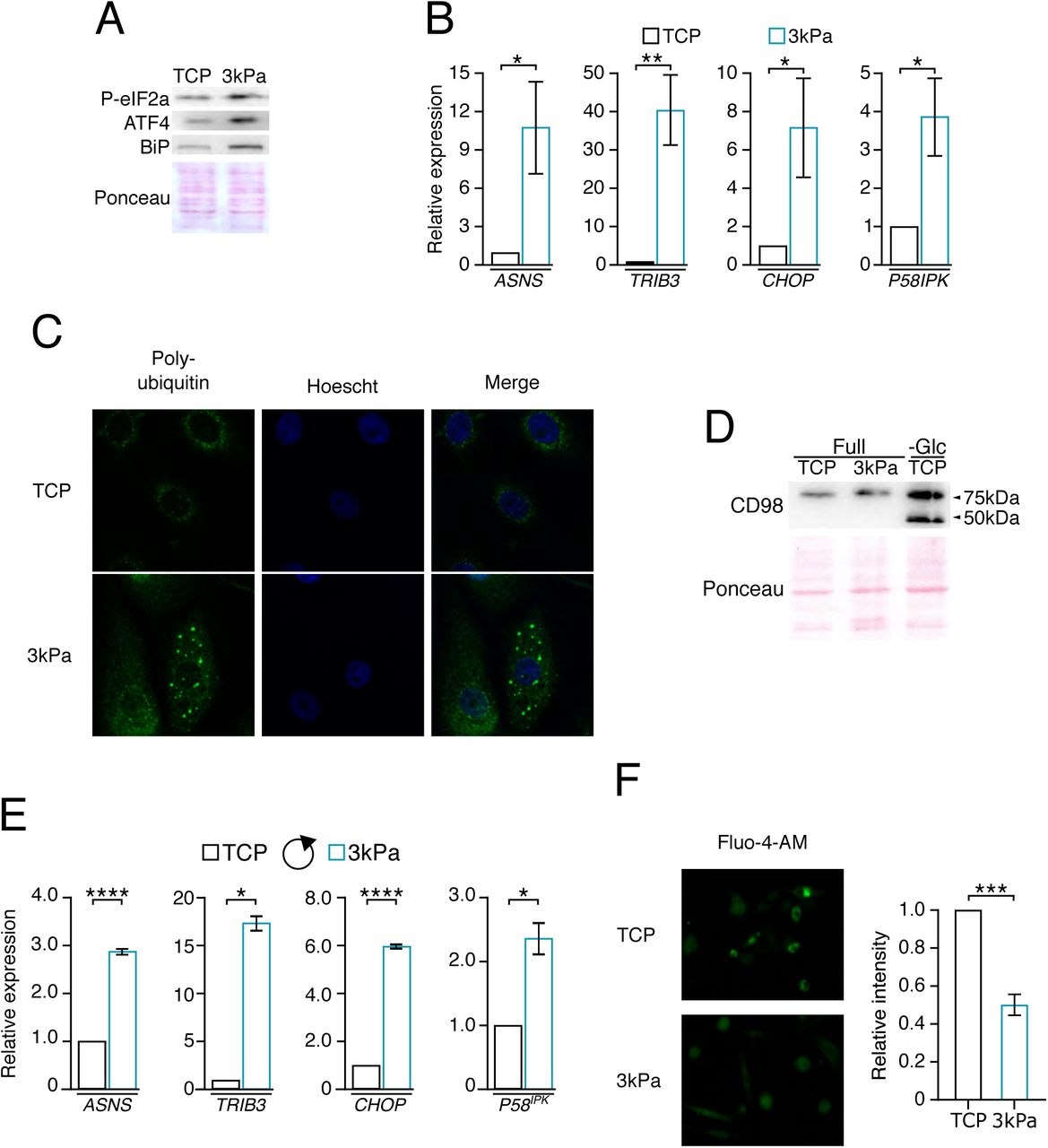 Hbec 3kt Cell Line | ATCC | Bioz