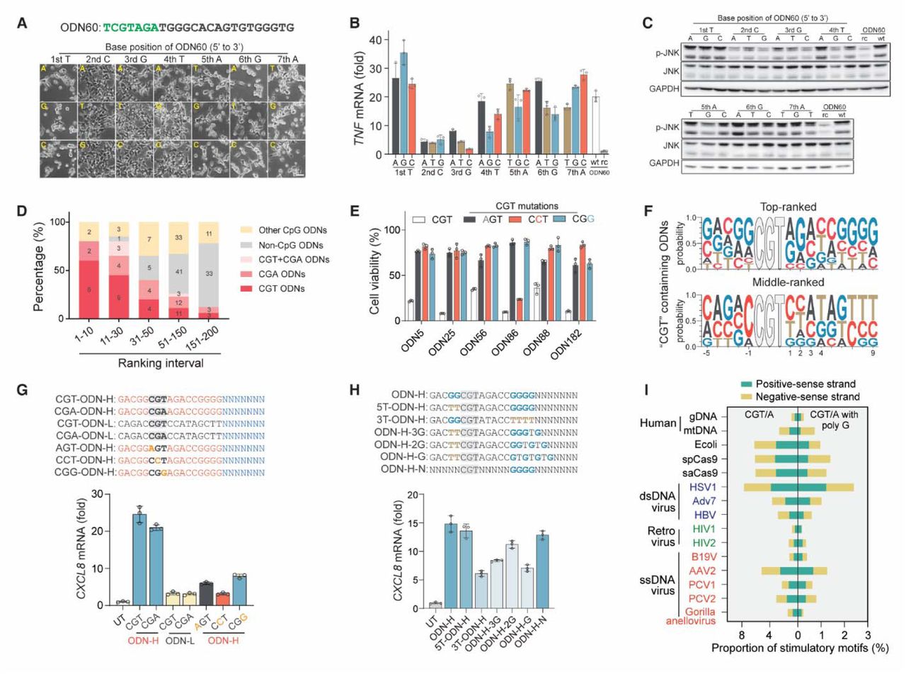Neon Transfection System | Thermo Fisher | Bioz