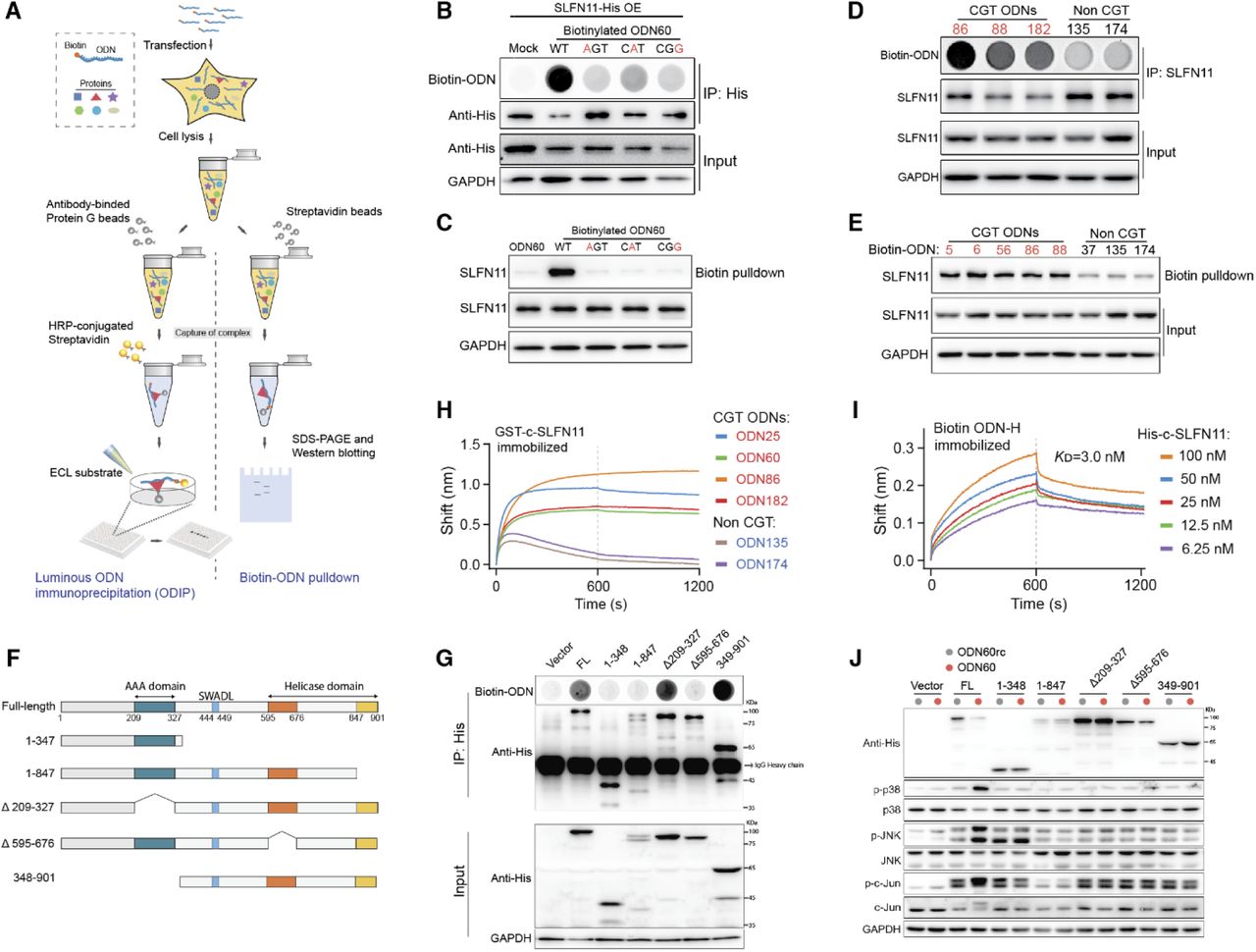 Neon Transfection System | Thermo Fisher | Bioz