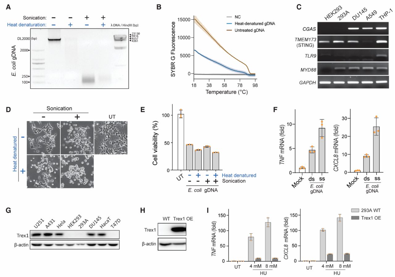 Neon Transfection System | Thermo Fisher | Bioz