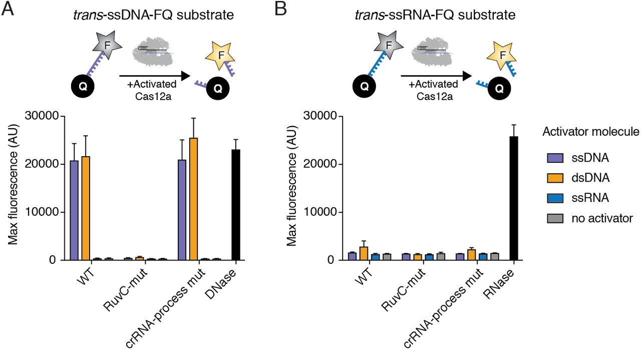 Custom Ssdna Ssrna Fq Reporter Substrates | Integrated DNA Technologies ...