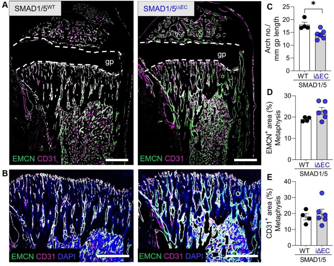 Rat Anti Mouse Cd31 Antibody | R&D Systems | Bioz