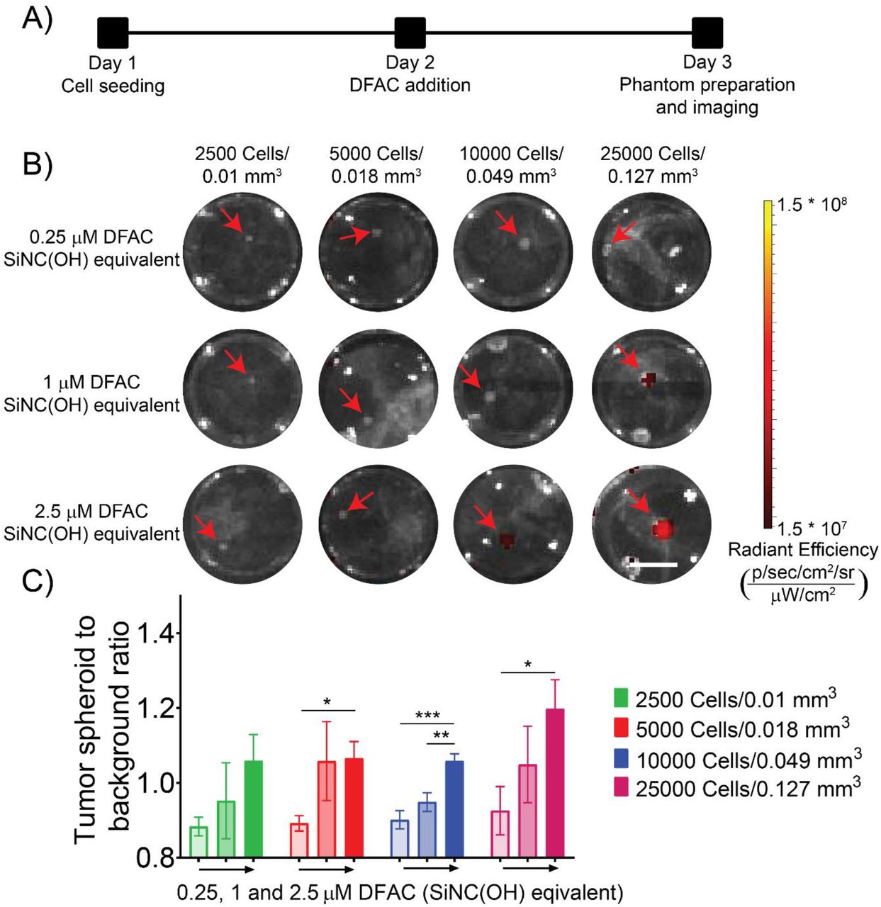 Human Oral Squamous Cell Carcinoma Cell Line | ATCC | Bioz