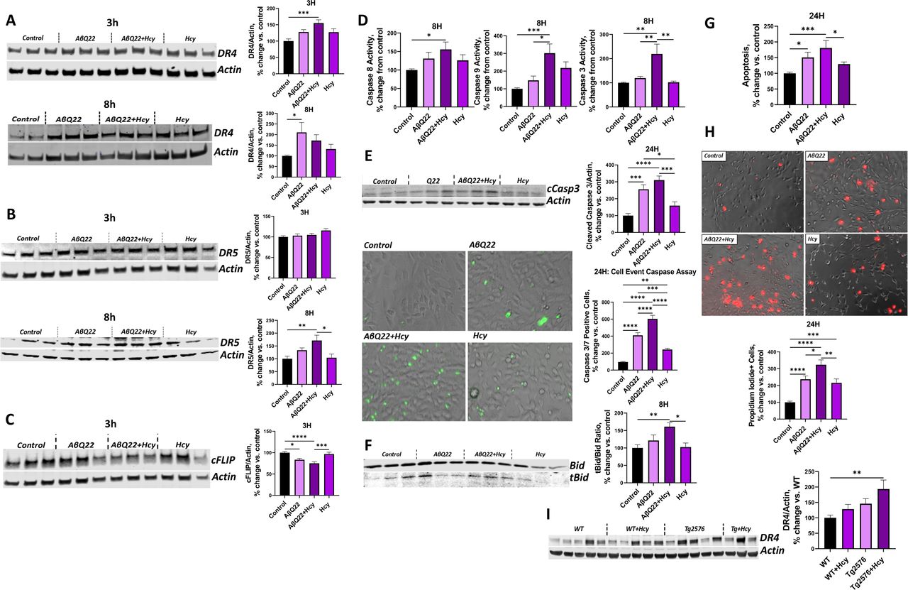 Cellevent Tm Caspase 3 7 Green Detection Reagent | Thermo Fisher | Bioz