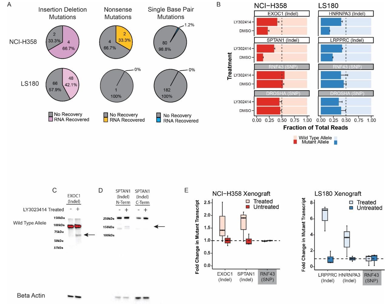Ls180 Cells | ATCC | Bioz