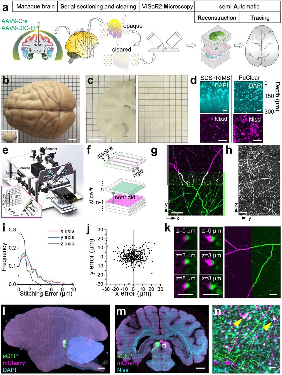 Neurotrace 640 660 Deep Red Fluorescent Nissl Stain | Thermo Fisher | Bioz