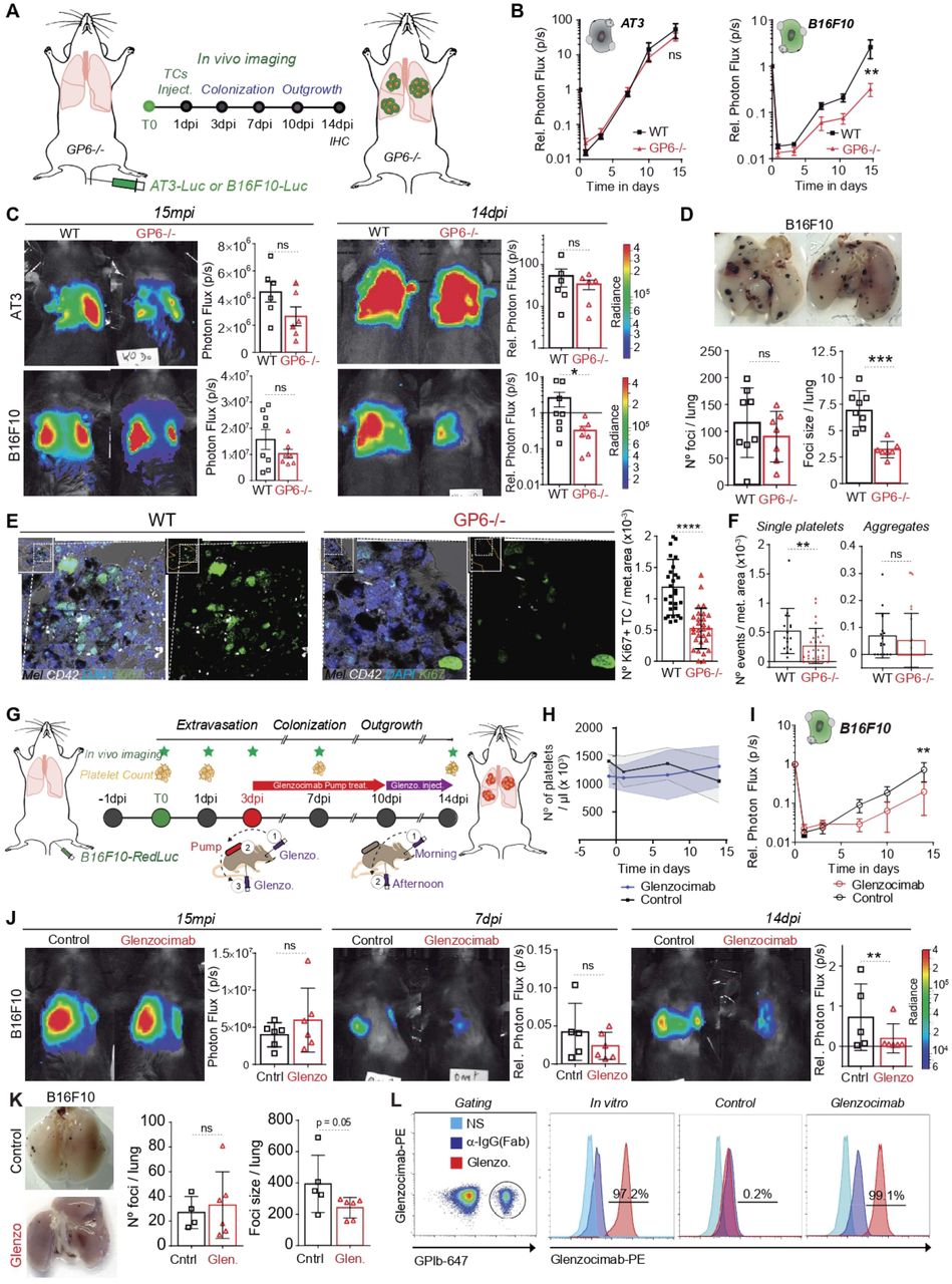 B16f10 Cells | PerkinElmer | Bioz