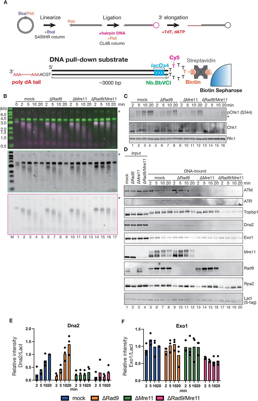 Sybr Gold Nucleic Acid Gel Stain | Thermo Fisher | Bioz