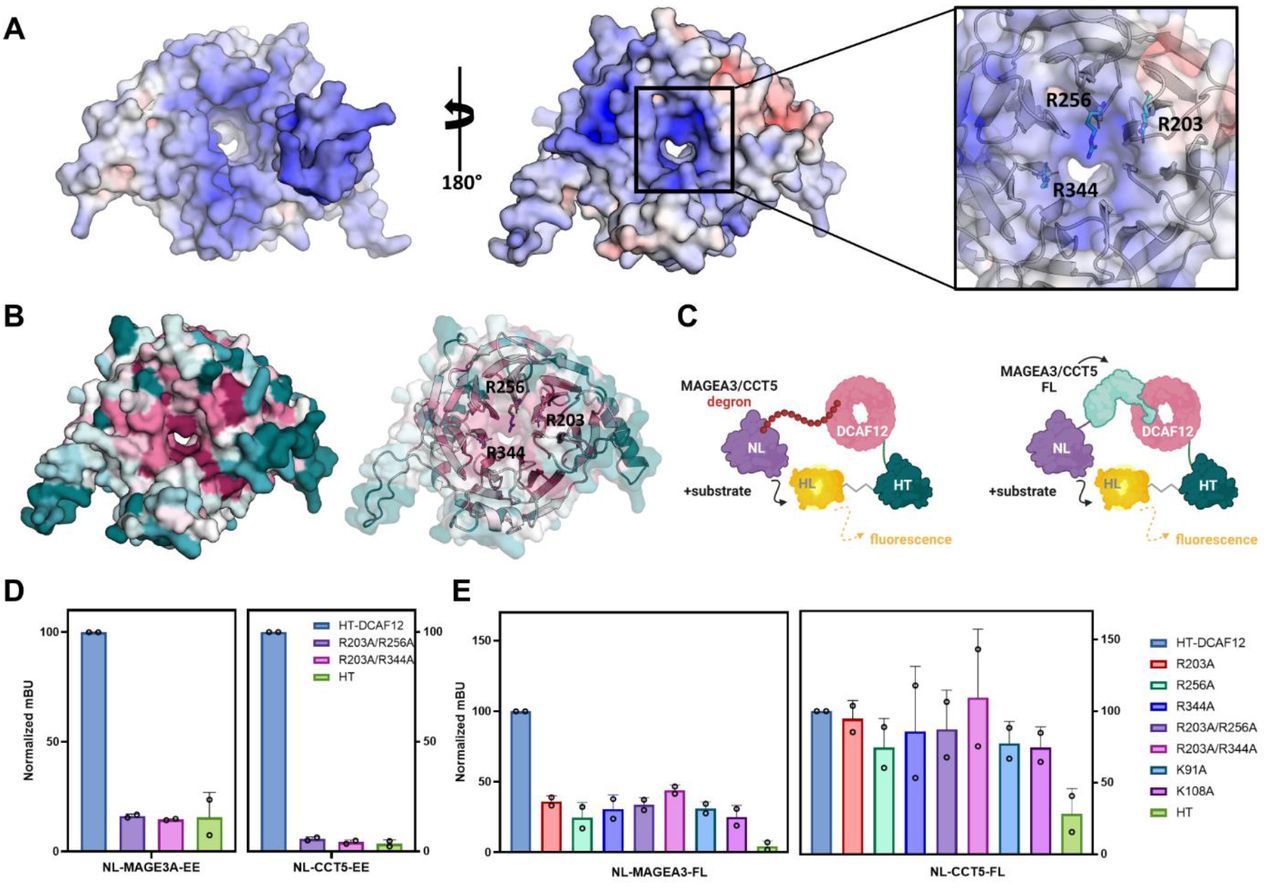 Nano Luciferase Based Bioluminescence Resonance Energy Transfer ...