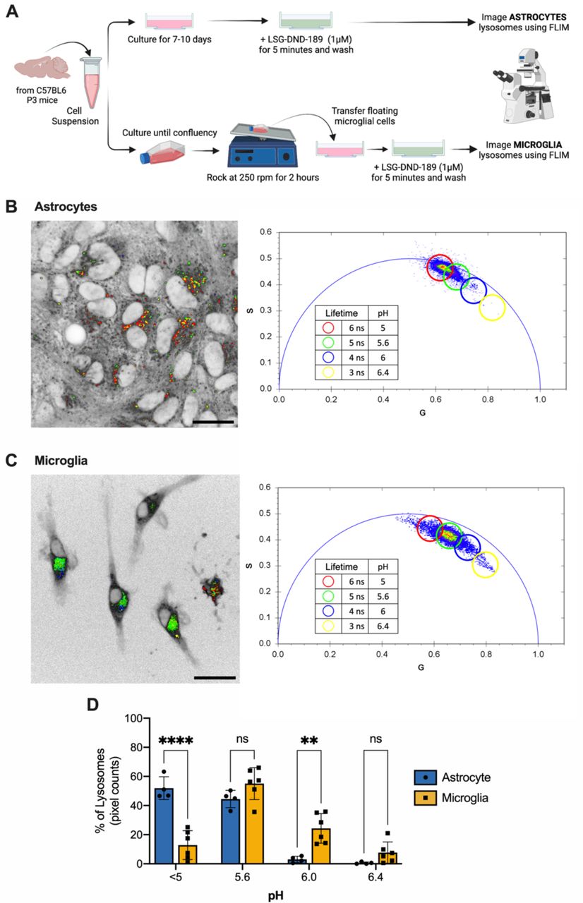 Lysosensor Green | Thermo Fisher | Bioz