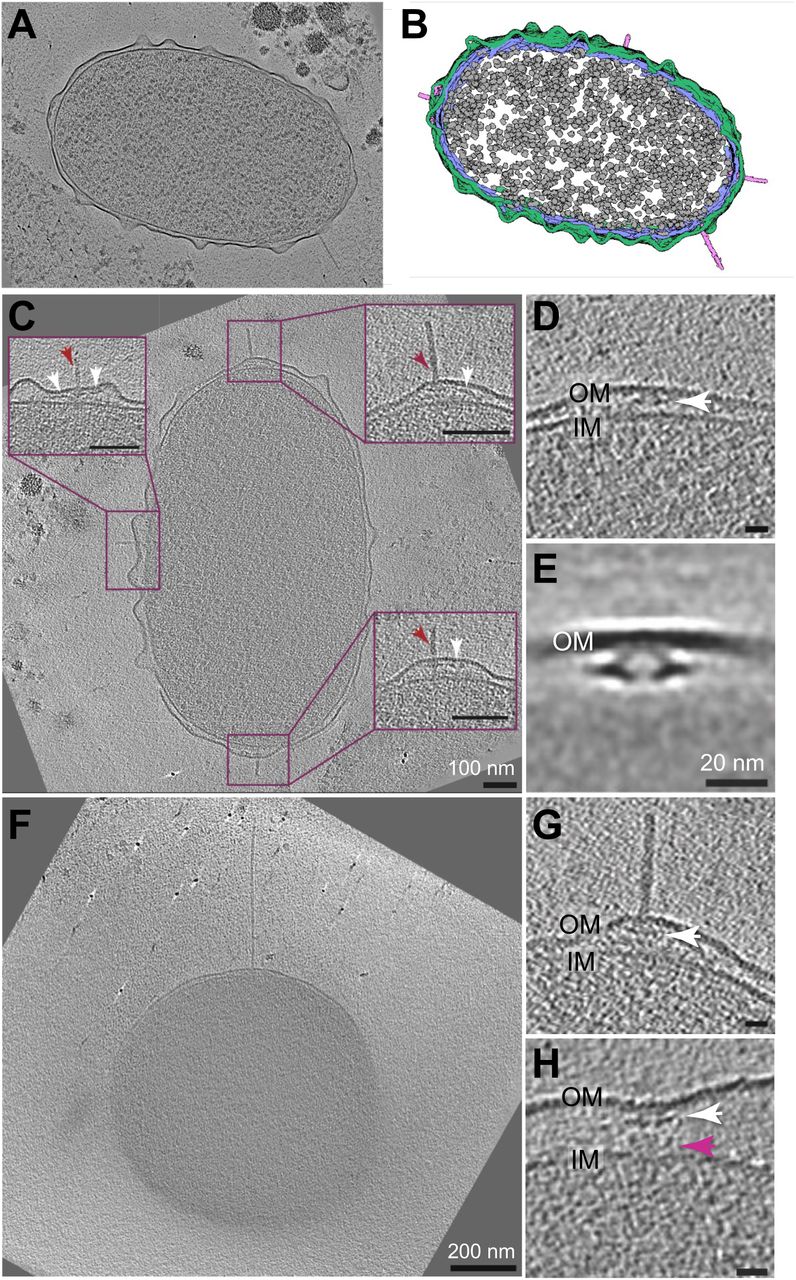 Wolbachia | Hemotek Limited | Bioz