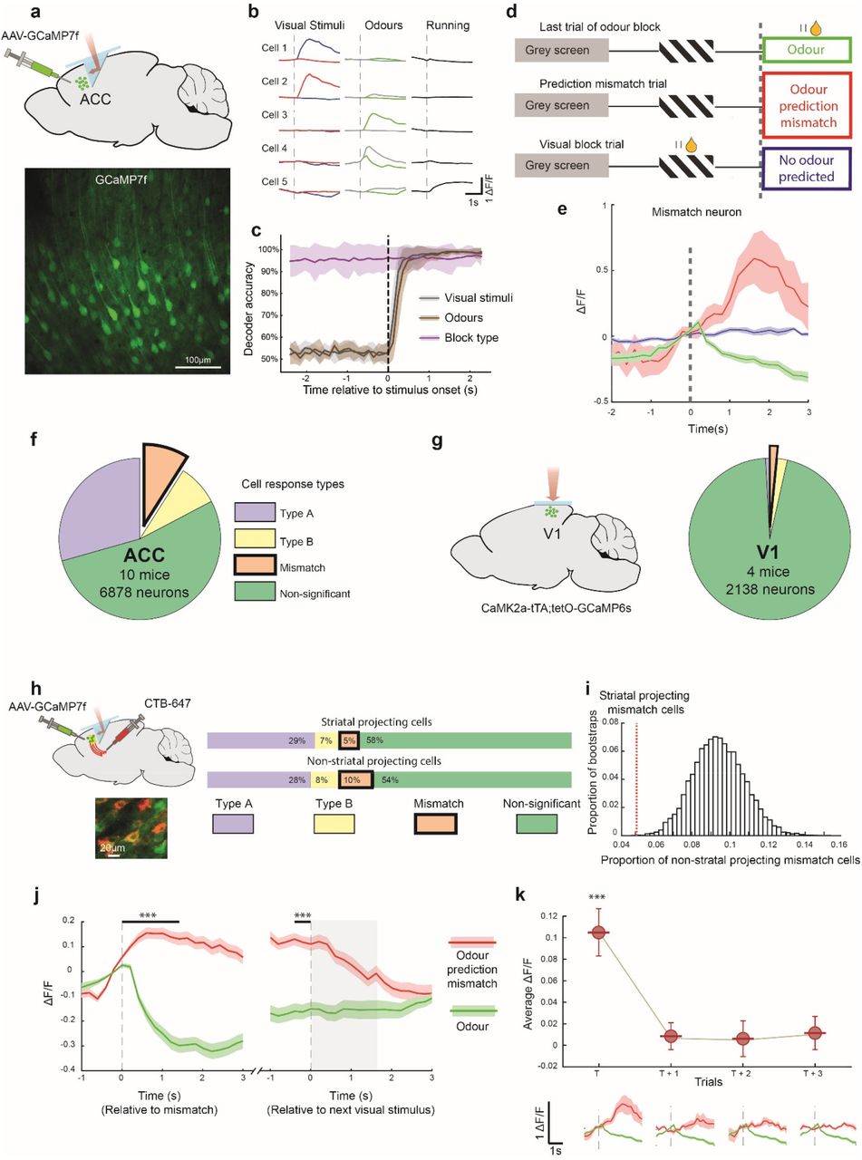 Cholera Toxin Subunit B Recombinant Conjugated To Alexa Fluor 647 ...