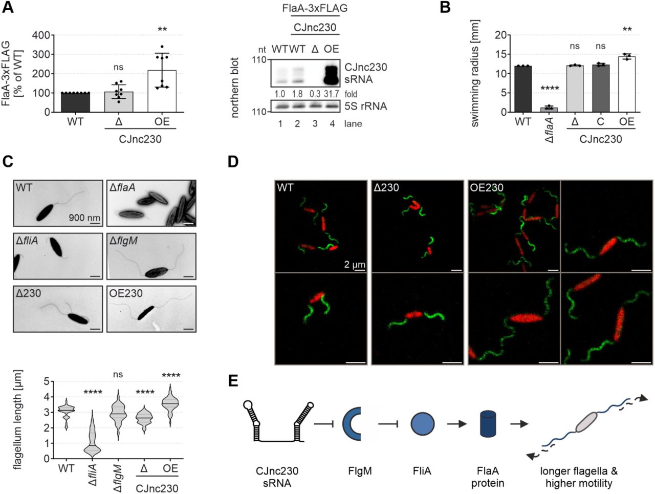 Cell Proliferation Dye Efluor 670 | Thermo Fisher | Bioz