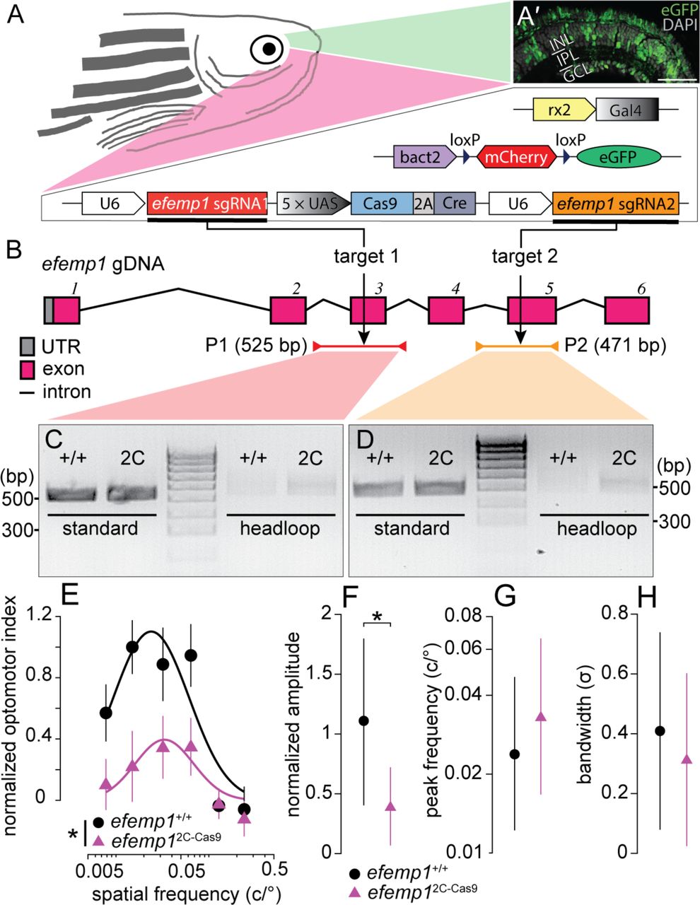 Dna Sequences | GenScript | Bioz
