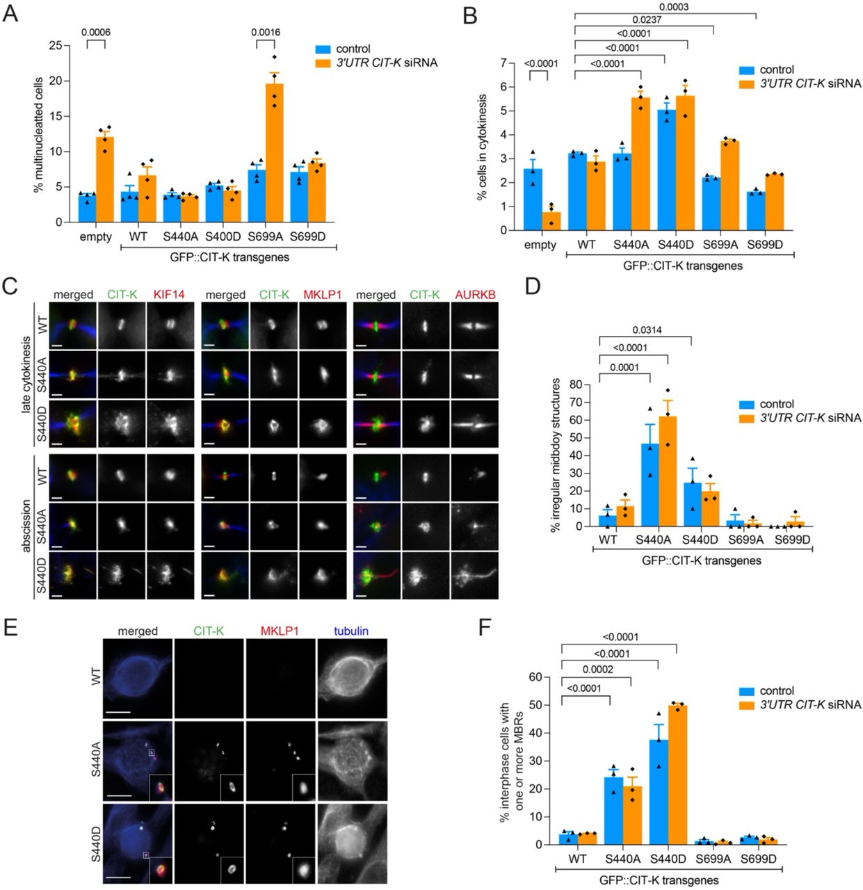 Hela Cell Transfection | Jackson Laboratory | Bioz