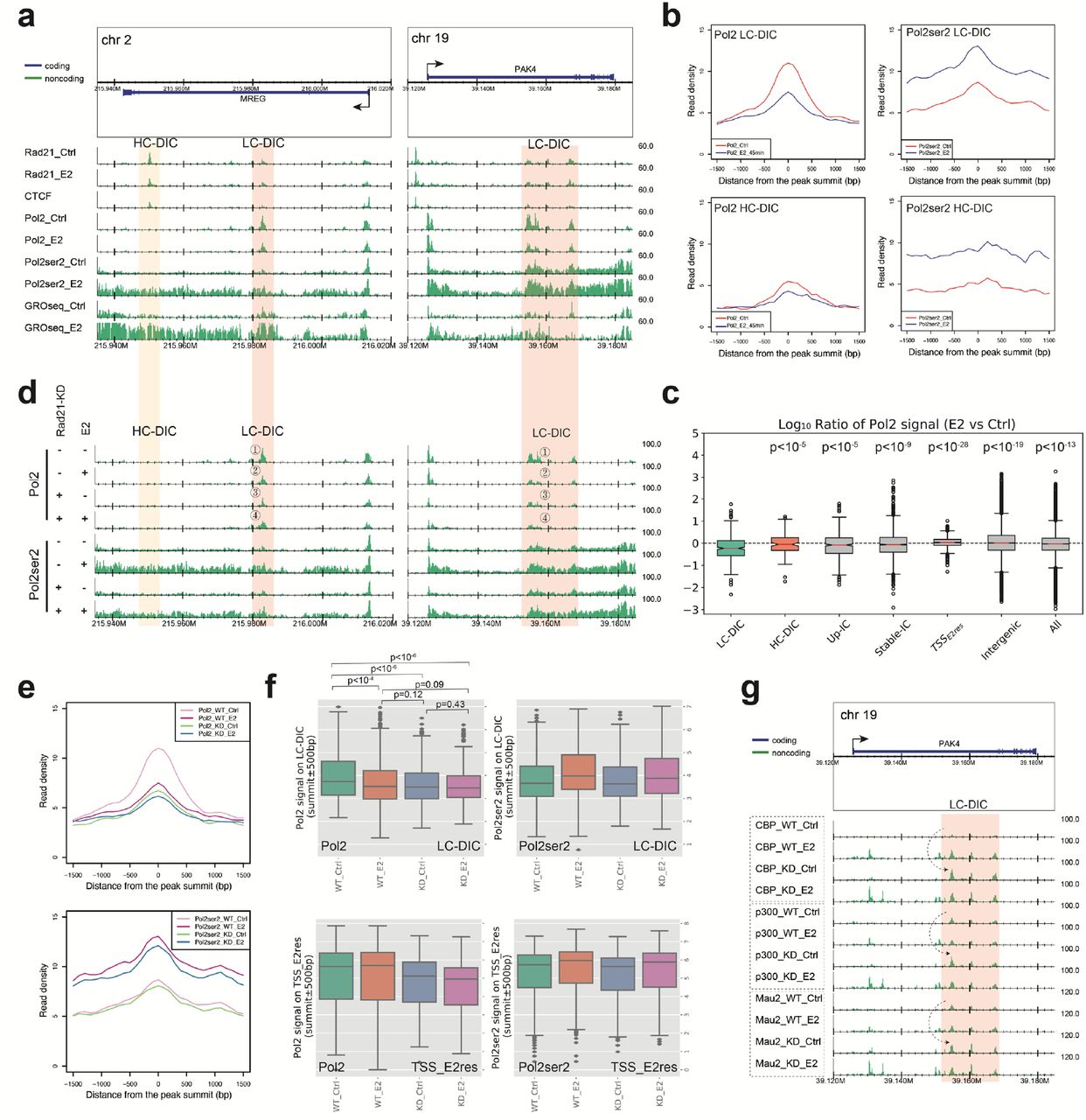 P300 Sc 585 | Santa Cruz Biotechnology | Bioz