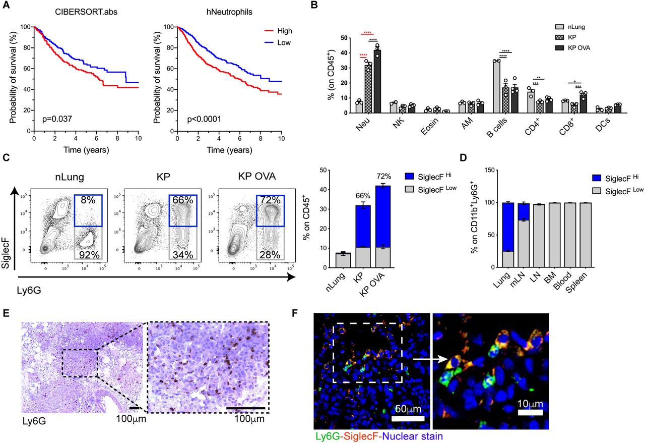 Effector Cd8 T Cells | Thermo Fisher | Bioz