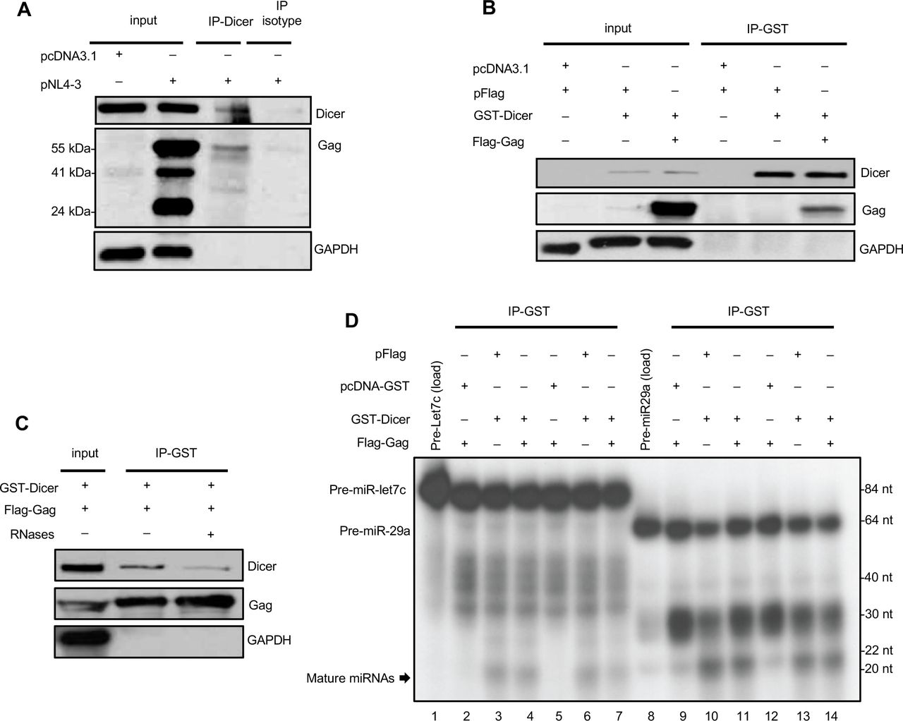 Adherent Hek 293t Cells | ATCC | Bioz