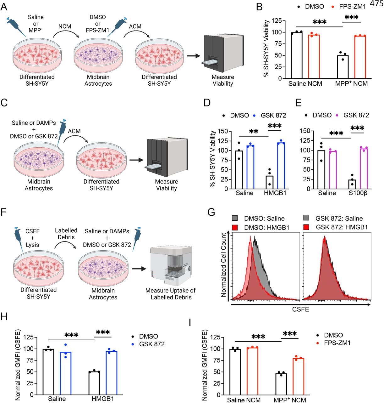 Sh-Sy5Y Cell Size at Janet Simmons blog