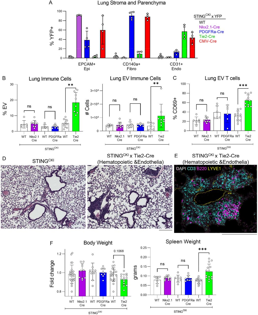 Tie2 Cre Mice | Jackson Laboratory | Bioz