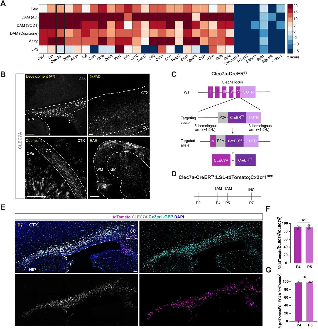 Rosa Lsl Tdtomato | Jackson Laboratory | Bioz