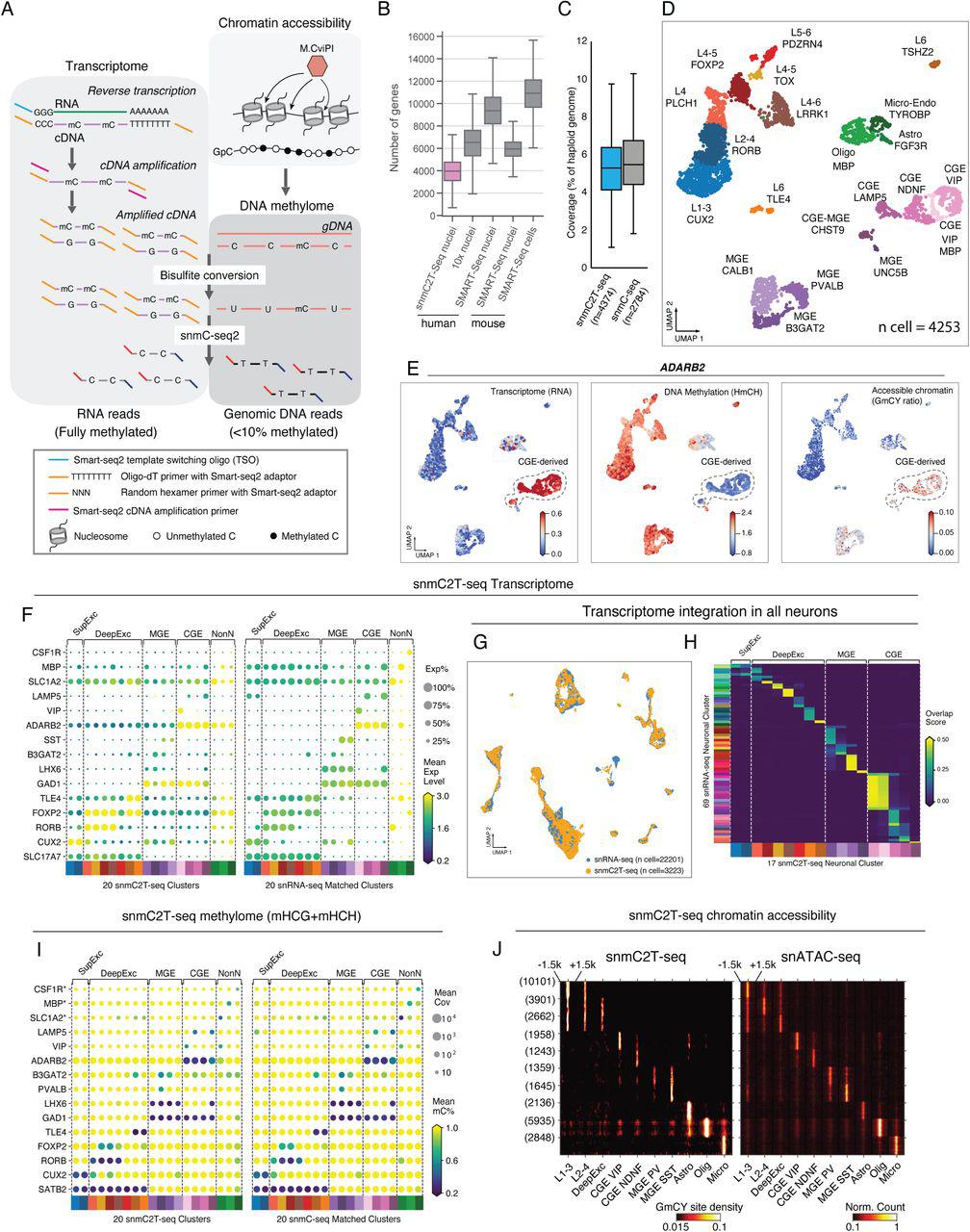 Dt30vn 4 Oligo Dt Primer | Thermo Fisher | Bioz