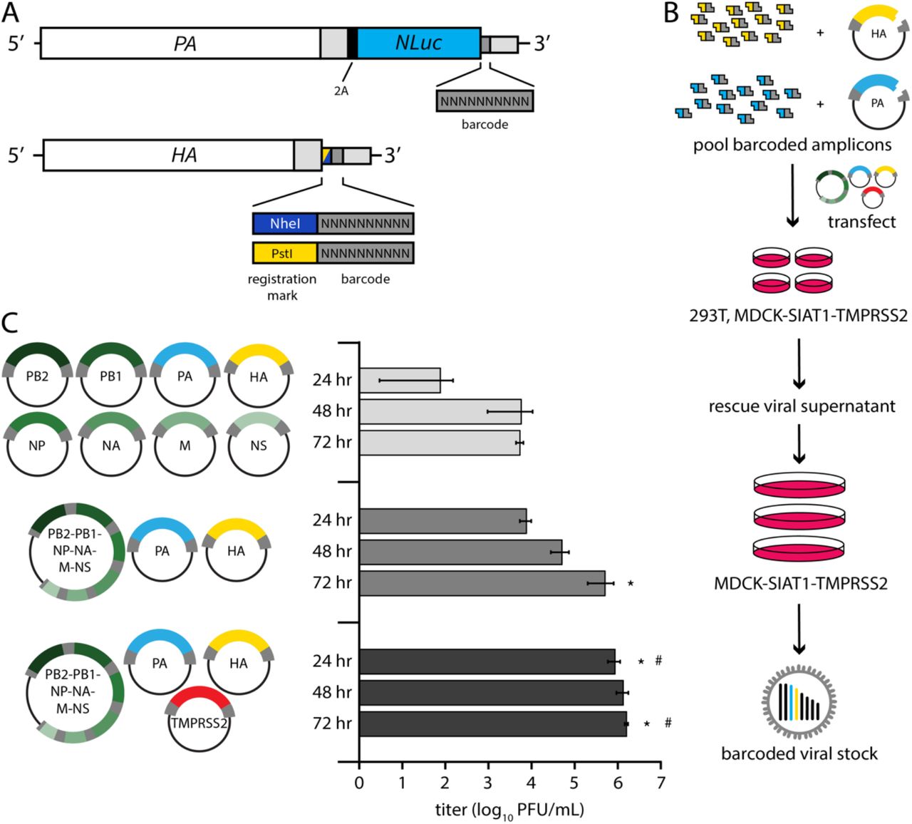 Mdck Siat1 Tmprss2 Cells | ATCC | Bioz