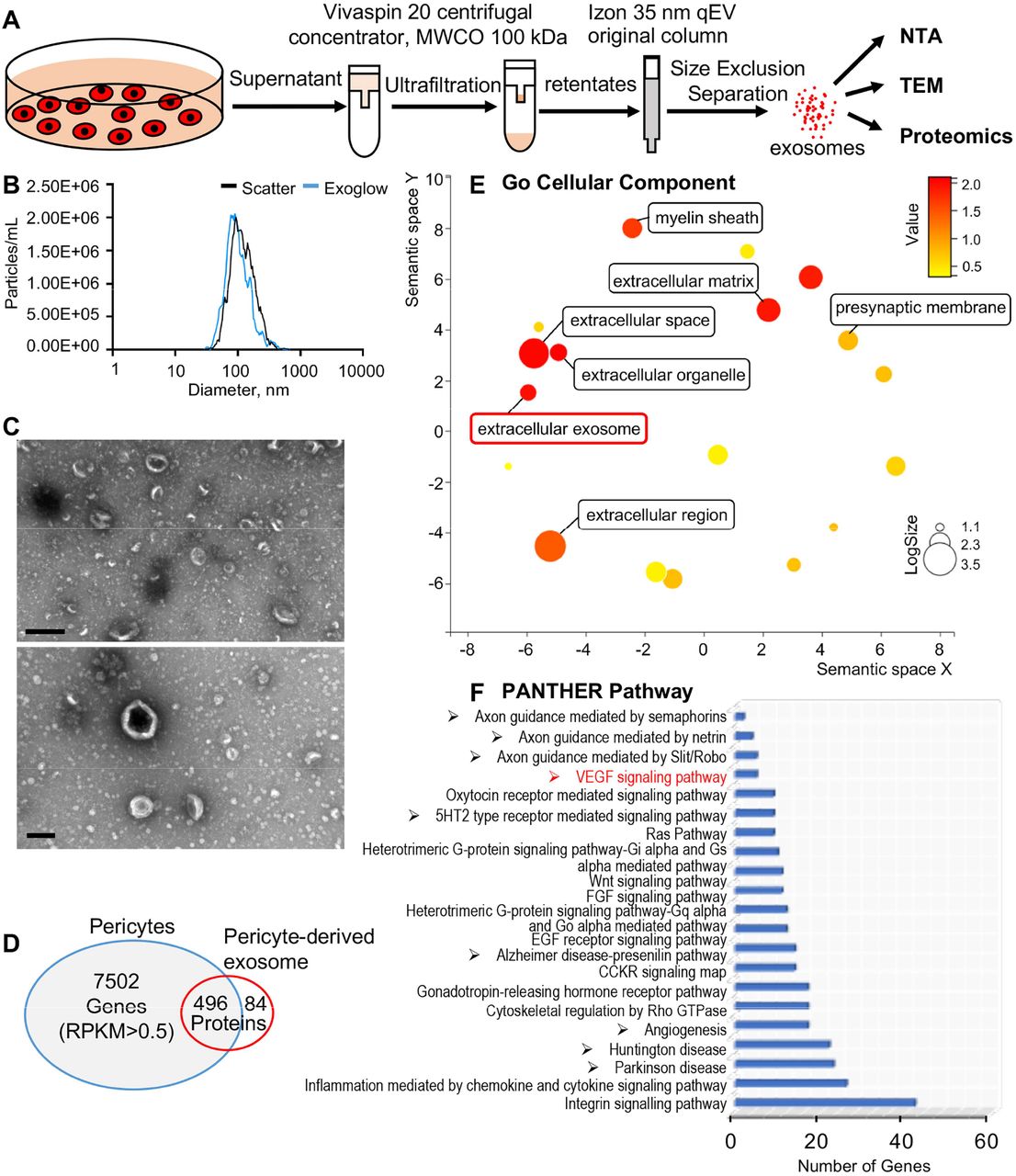 Total Exosome Isolation Reagent From Cell Culture Media | Exosome ...