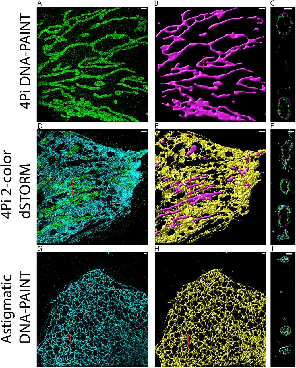 Rabbit Anti Tomm20 Primary | Santa Cruz Biotechnology | Bioz