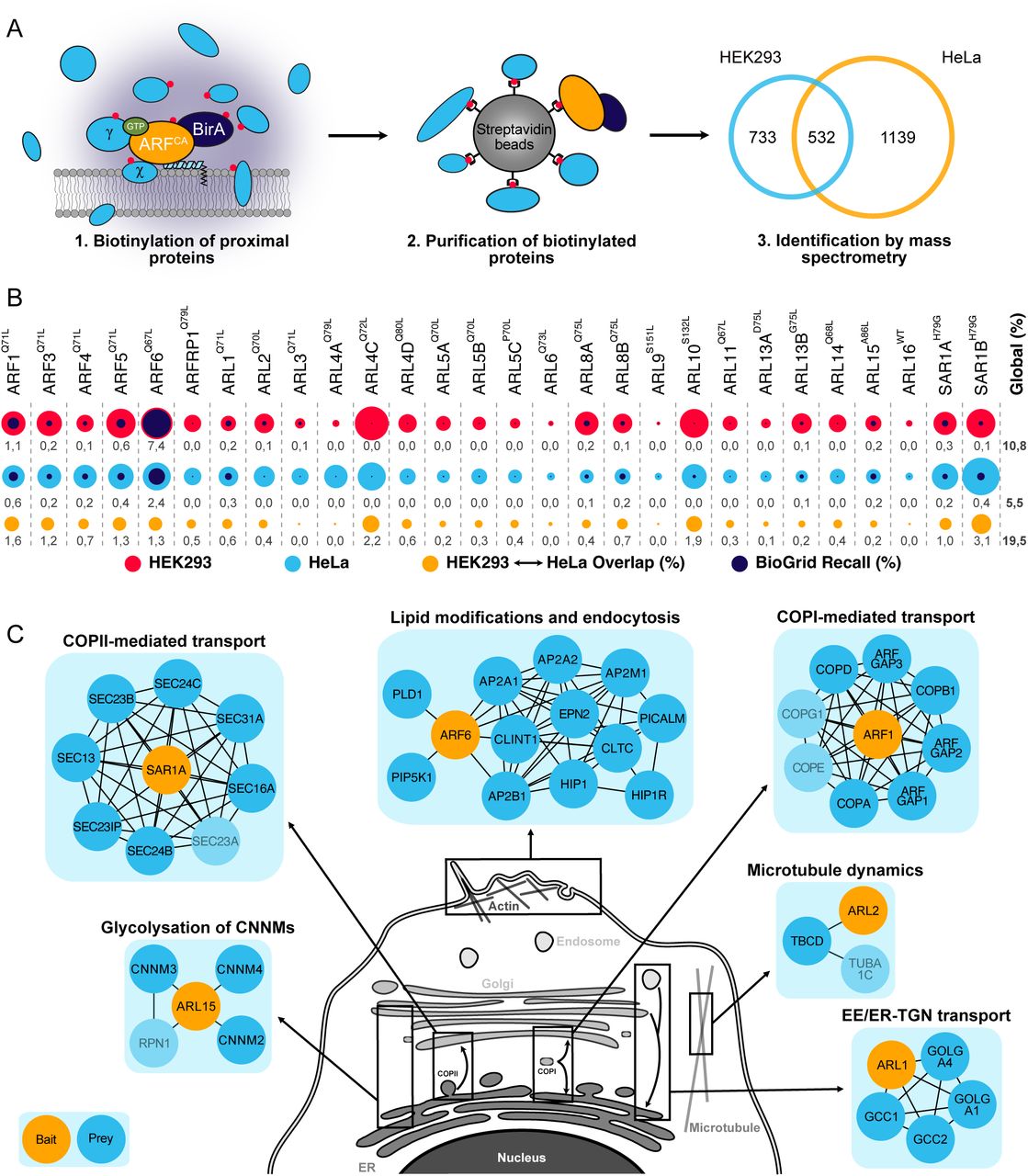 Flp In T Rex Hek293 | Thermo Fisher | Bioz