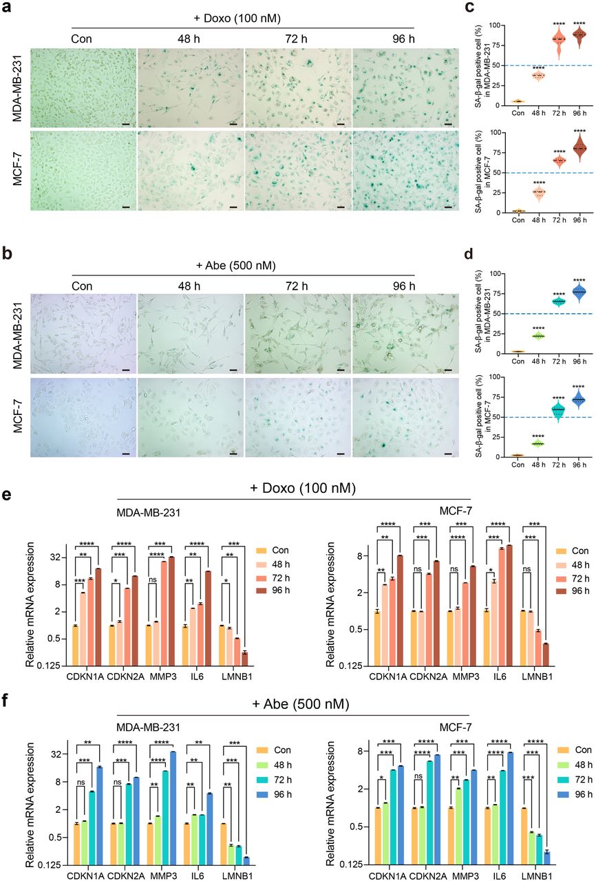 Beta Galactosidase Staining