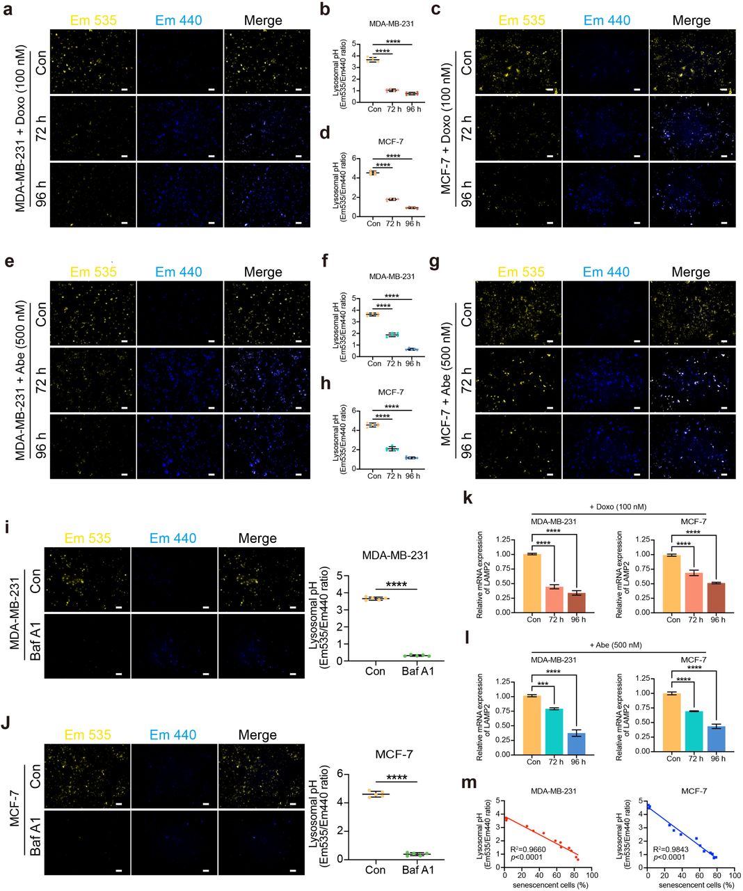 Lysosensor Yellow Blue Dnd 160 Dye | Thermo Fisher | Bioz