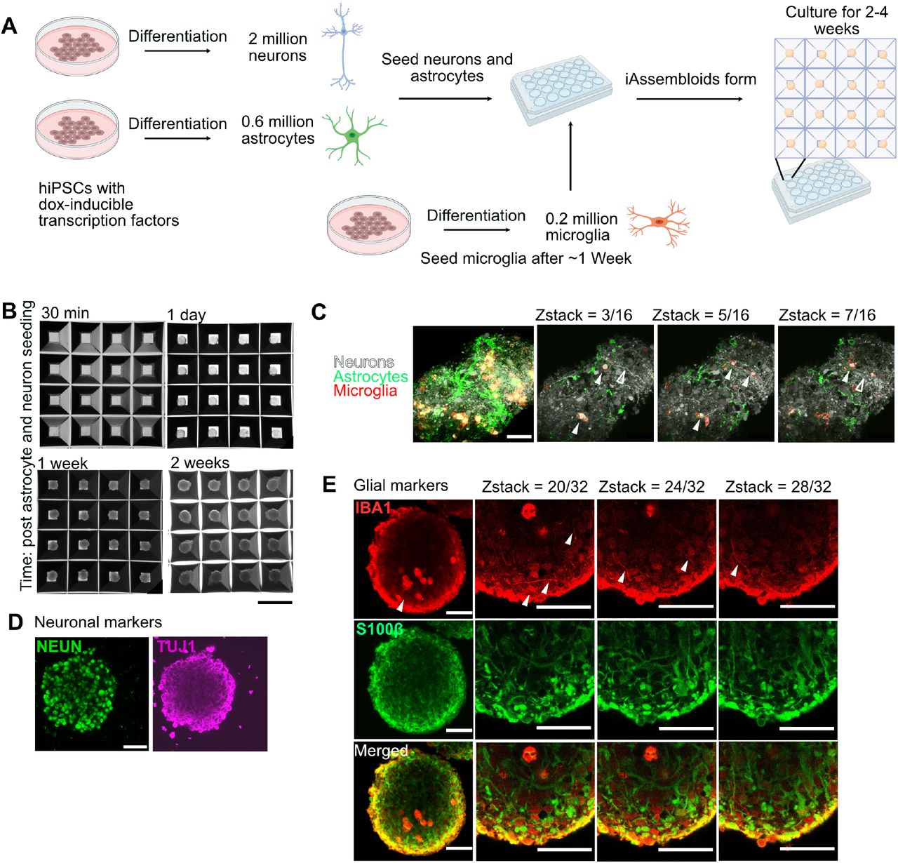 Anti Neun Mouse | Millipore | Bioz
