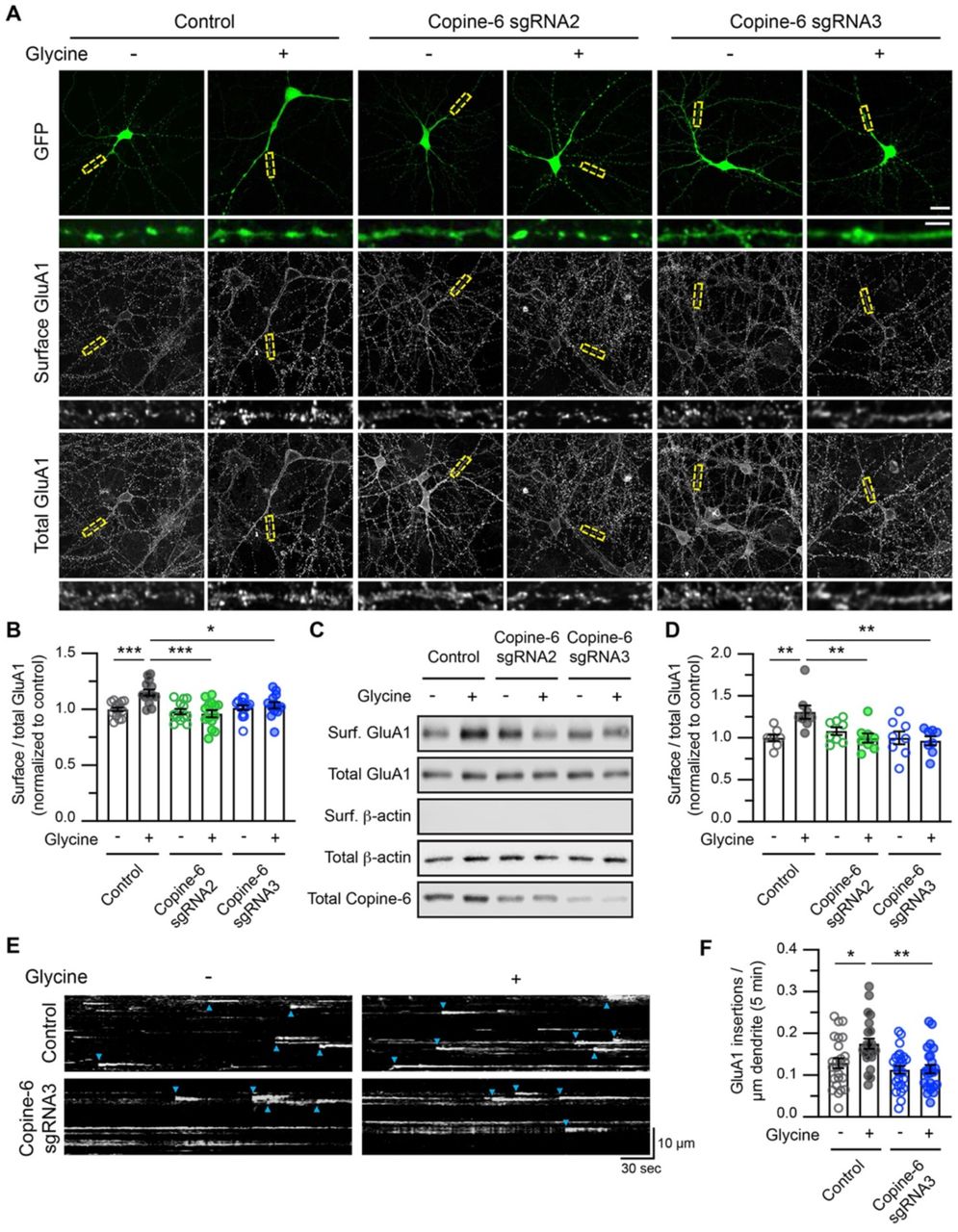 Rabbit Anti Glua1 N Terminal | Millipore | Bioz